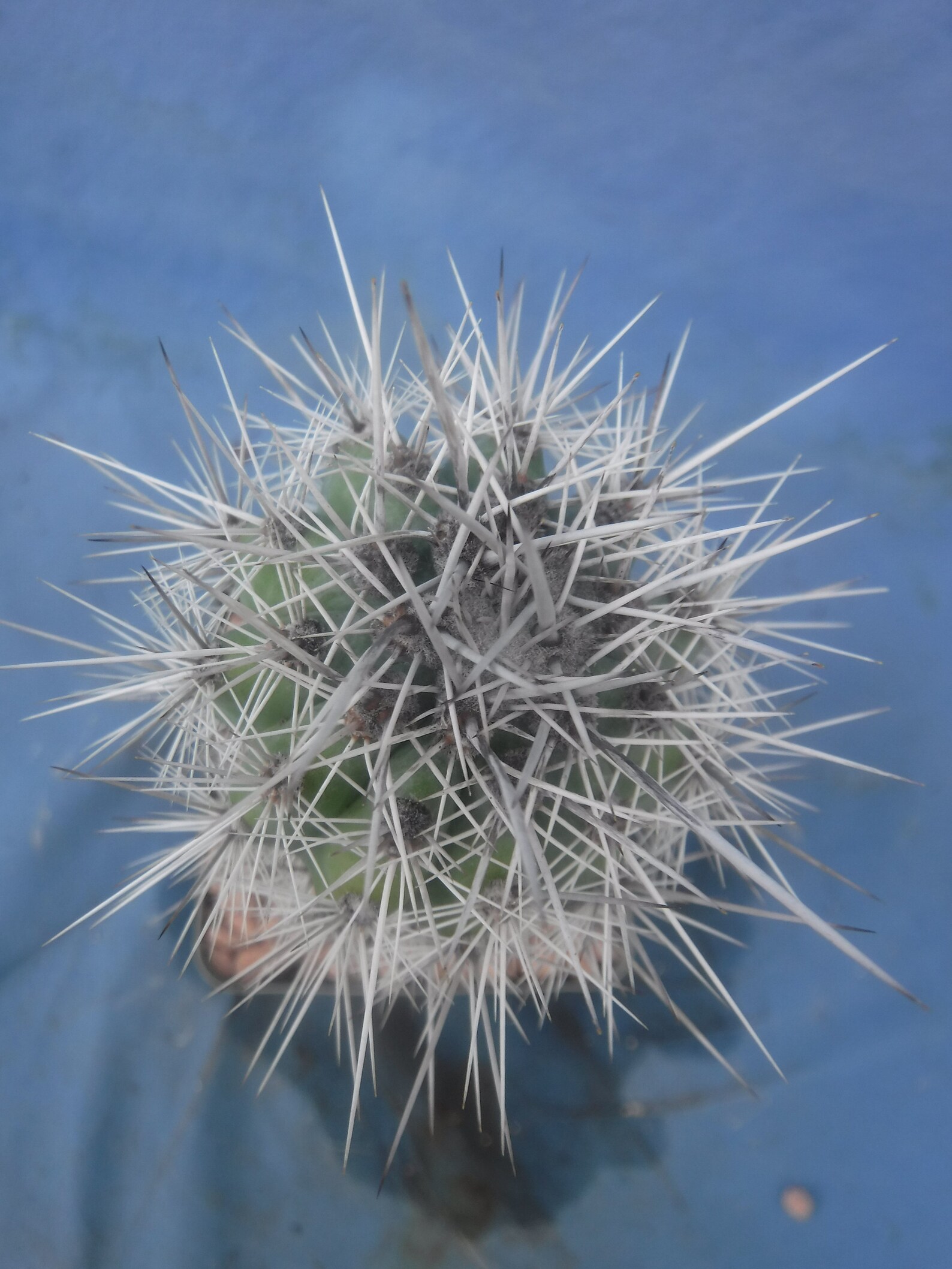 Pachycereus Pringlei Cardon "mexican Saguaro" World's TALLEST CACTUS ...