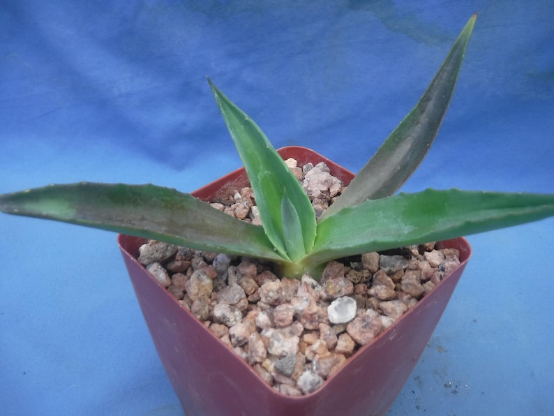 Iron Man Mangave 3"+ STARTER Plant Agave & Manfreda RARE Hybrid NEW for ...