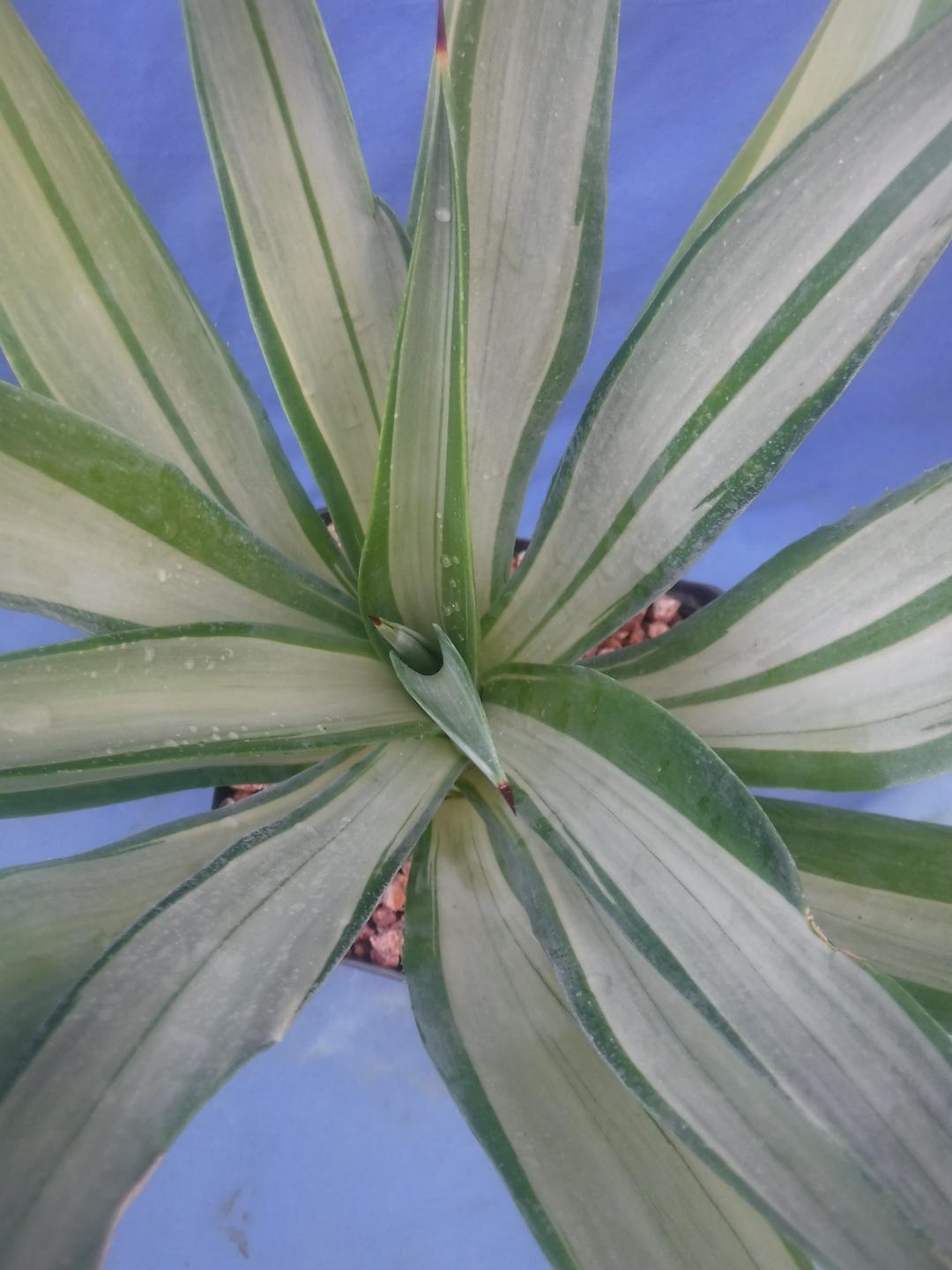 Agave Desmettiana "quicksilver" Variegated Agave 10" Wide Whitish ...