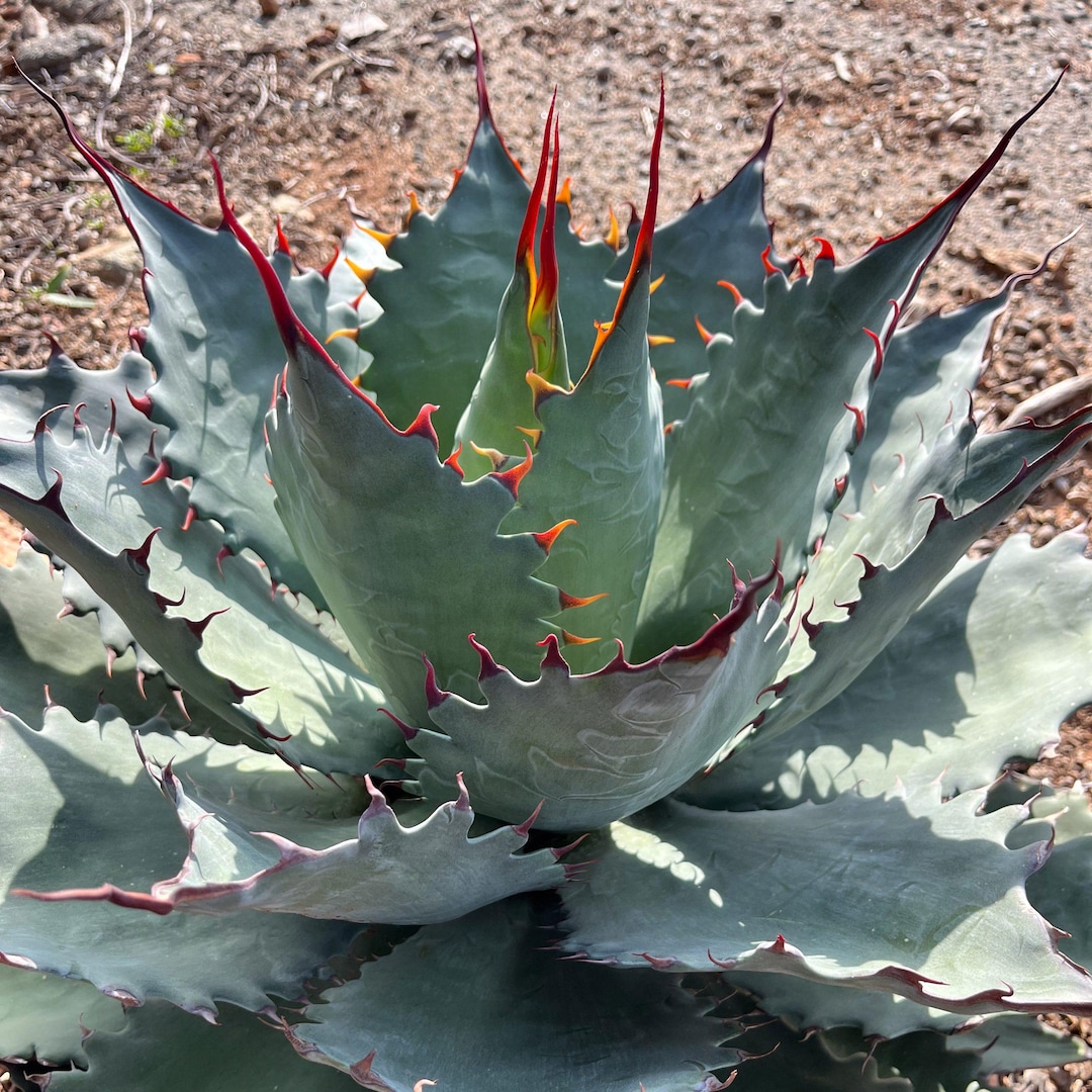 Agave ‘corona Del Diablo’ Starter Plants! 4" Terminal Spine! Red Teeth ...