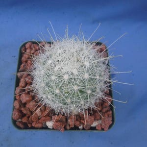 Mammillaria Senilis Cactus Plant Bright Red Flower! Blooming Size ...