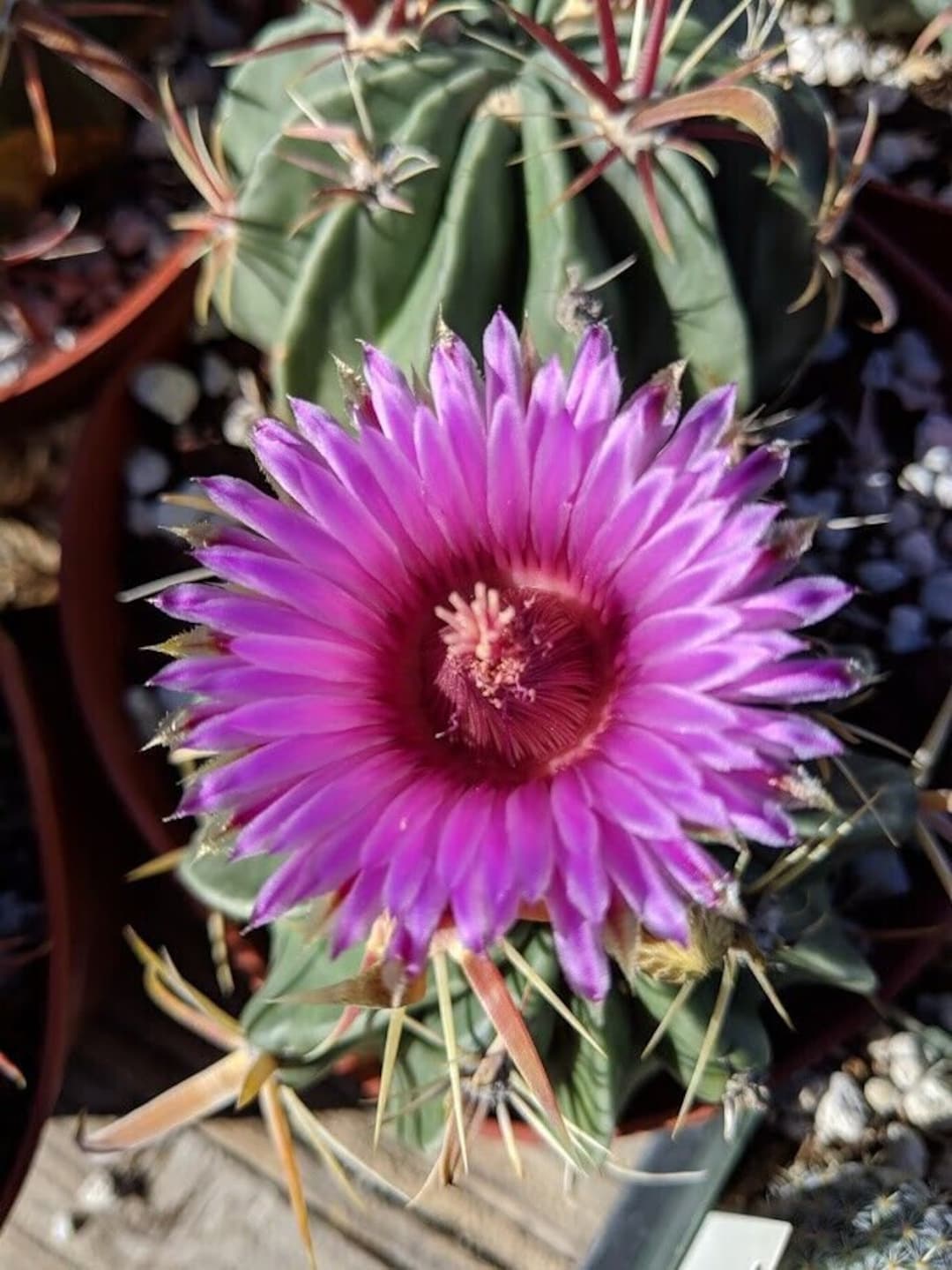 Ferocactus Latispinus Cactus (3) Plants 3.25" Pot Size! Great Deal ...