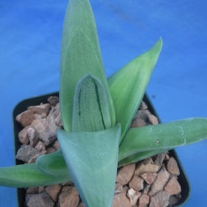 Gasteria Aloe Hybrid Gasteraloe "green Ice" Succulent 3" Pot Size 3"-4 ...