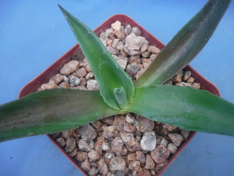 Iron Man Mangave 3"+ STARTER Plant Agave & Manfreda RARE Hybrid NEW for ...
