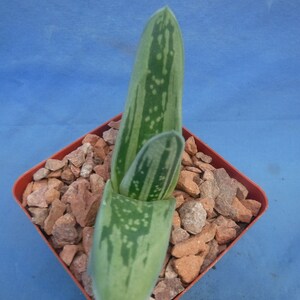 Gasteria Aloe Hybrid Gasteraloe "green Ice" Succulent 3" Pot Size 3"-4 ...