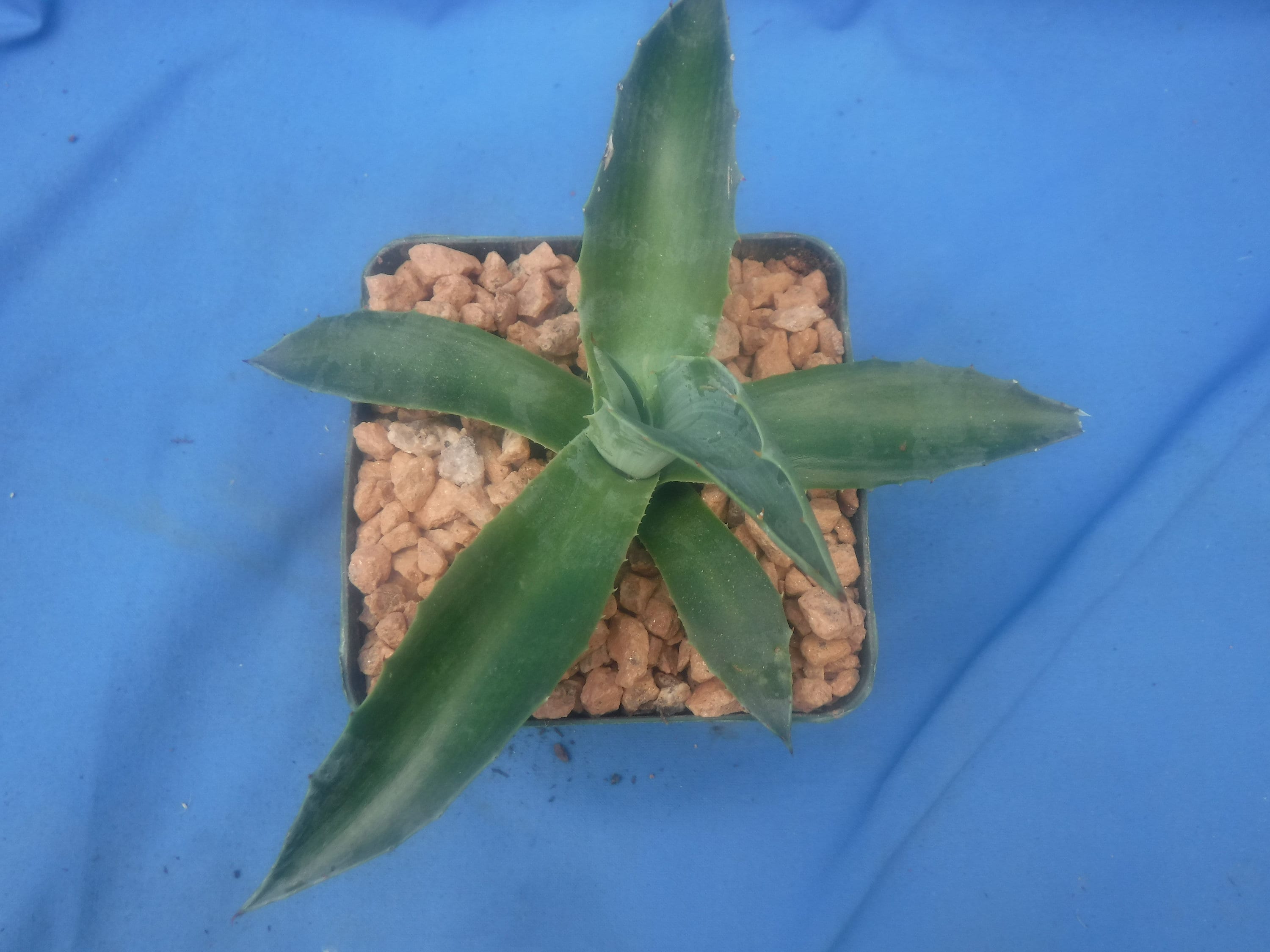 Agave Ovatifolia "frosty Blue" Starter Plants 3" to 4" Wide. COLD HARDY ...
