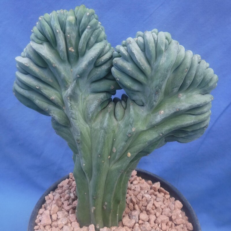 Cactus Fan - Etsy