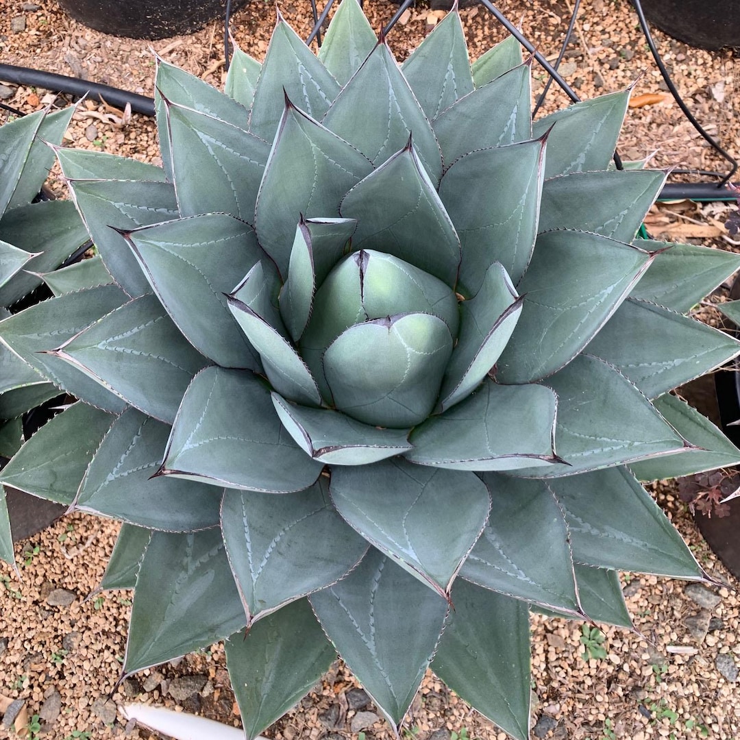Agave Ovatifolia X Victoriae-reginae "sho-time" Starter Plant HYBRID 3 ...