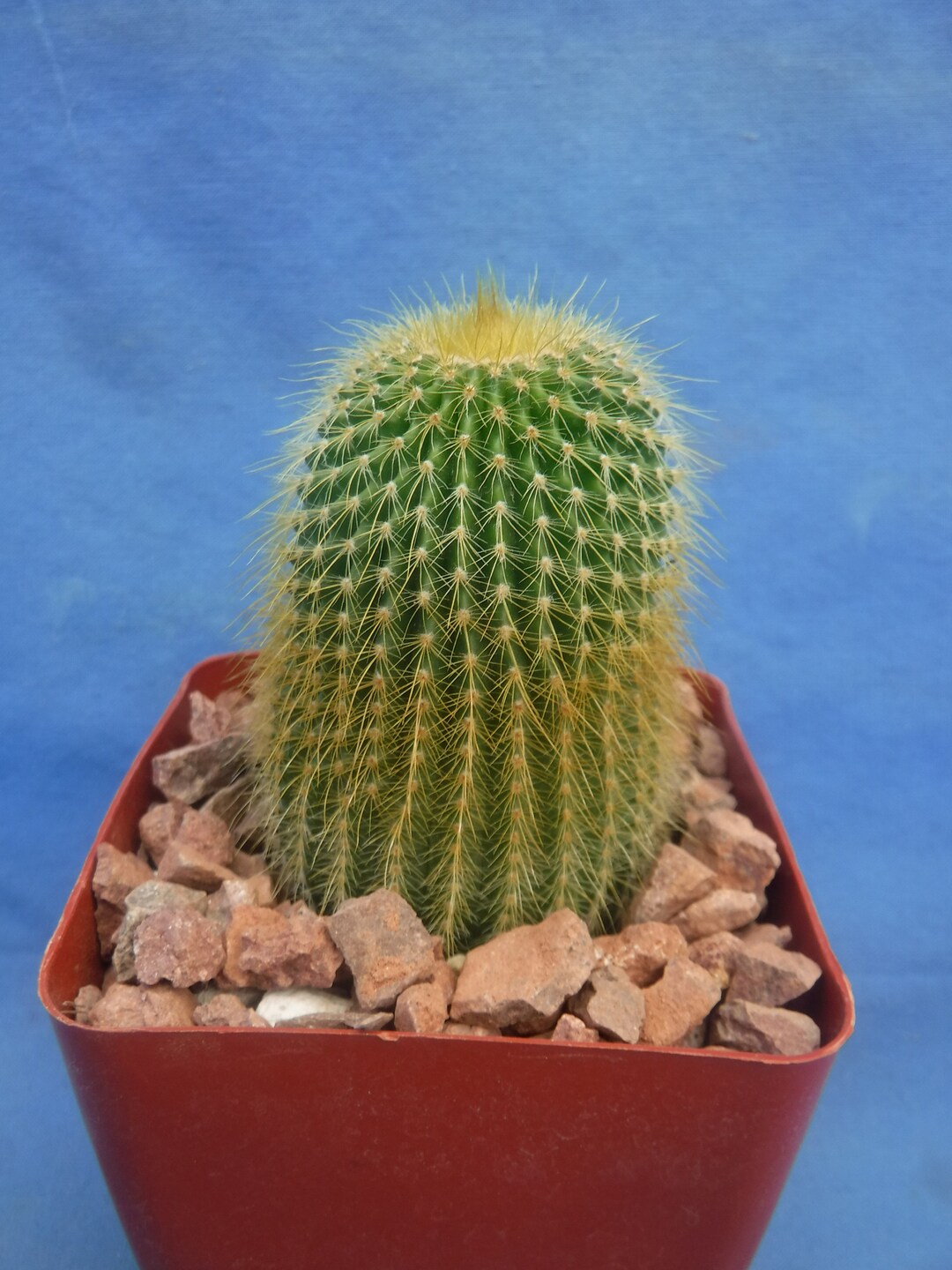 Notocactus Leninghausii Cactus YELLOW Flower Great Starter Plant! 3 ...