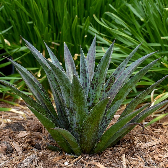 Pineapple Express Mangave NICE STARTER Plant Agave & Manfreda - Etsy