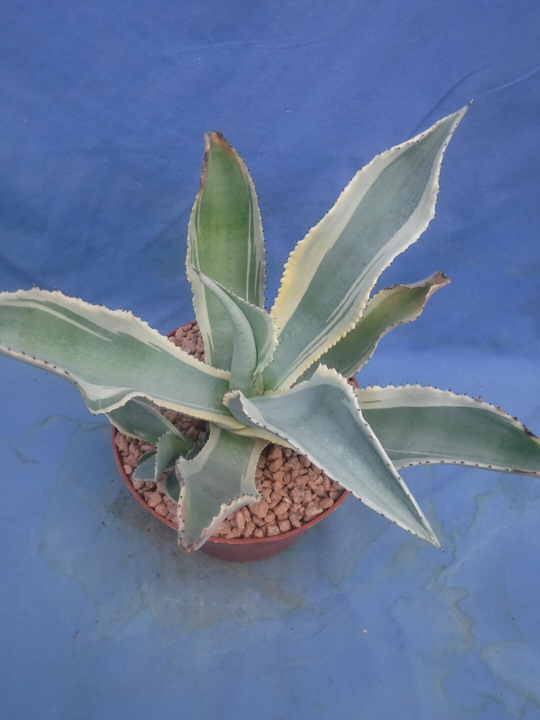 Agave Gypsophila "ivory Curls" Variegated LARGER PLANT! 10" Wide W/1 ...