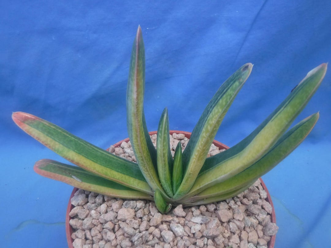 Gasteria Hybrid Yellow Variegation! Great Colors! W/one Pup 7" Wide V6 ...
