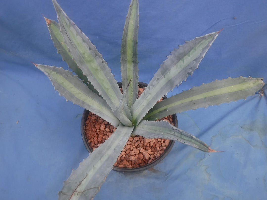 Agave Americana Medio-picta "lemon Lime" VARIEGATED! 12" Wide NICE ...