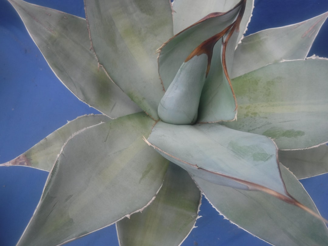 Agave Titanota "white Ice" VARIEGATED STRIPE Succulent Plant 14" Wide ...