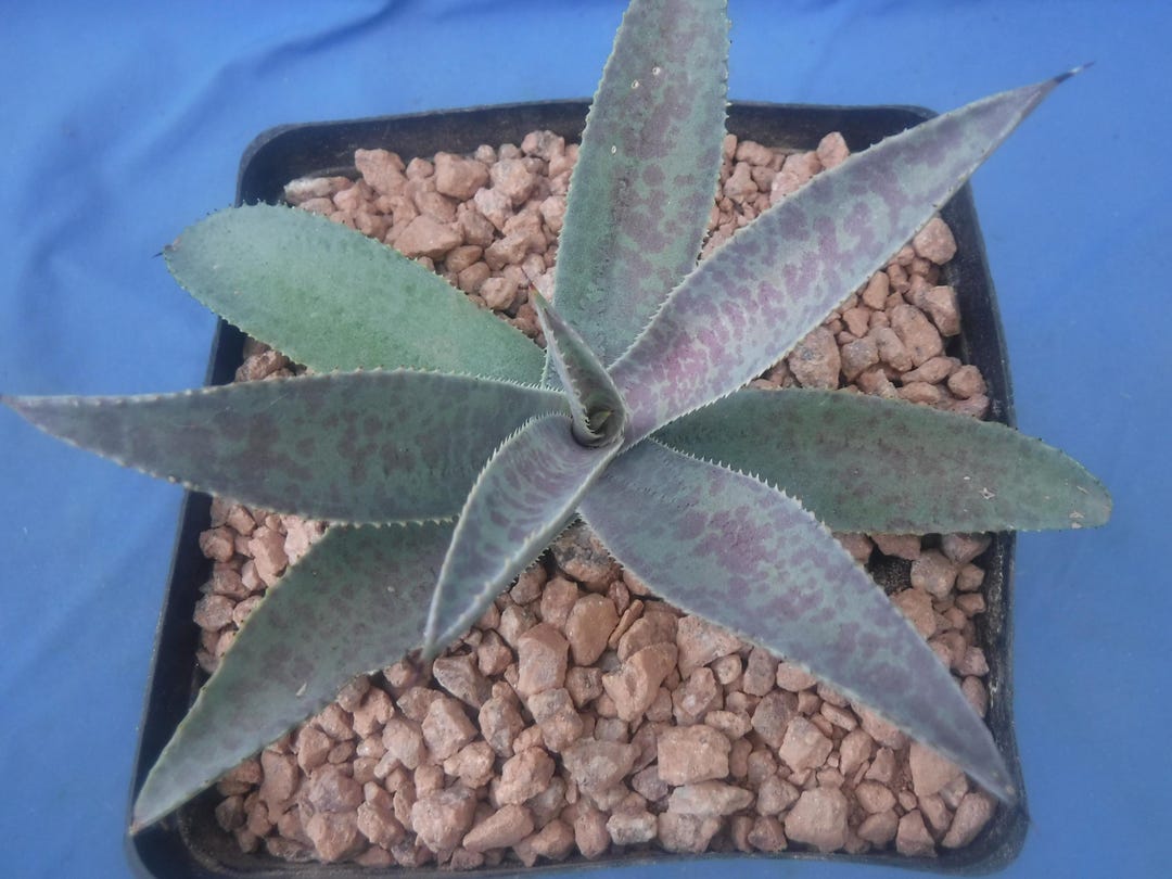 Barney Mangave STARTER Plant Rare Agave & Manfreda Hybrid PURPLE SPOTS ...