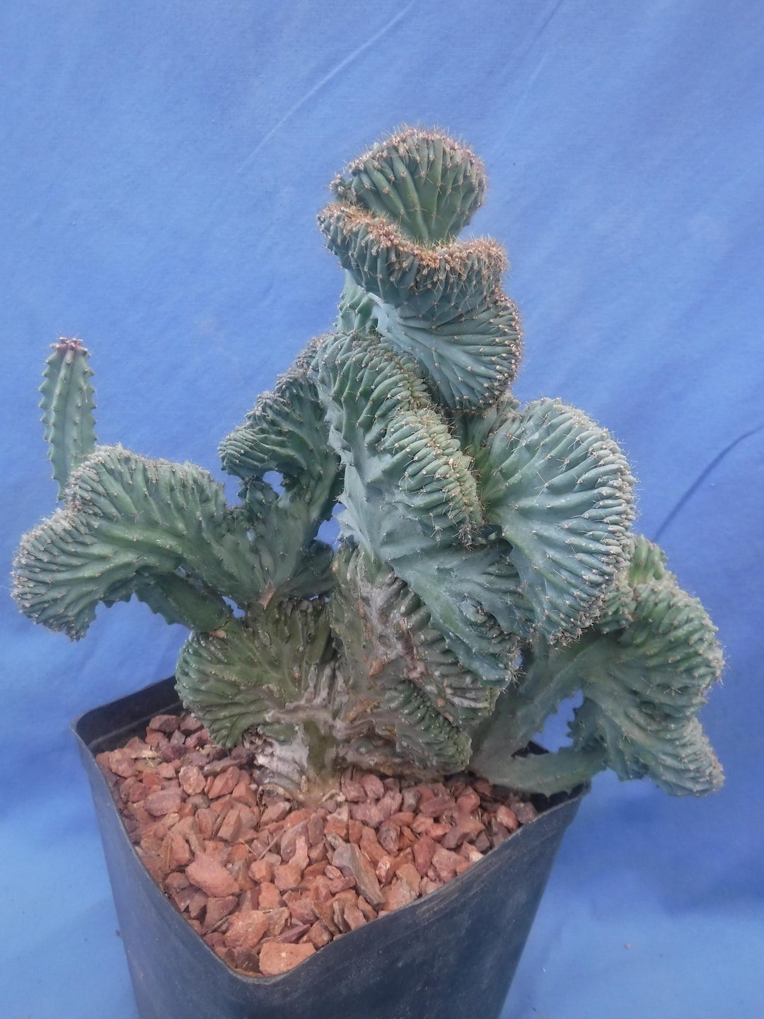 Myrtillocactus Geometrizans Blue Candle Cactus elite CREST and ...