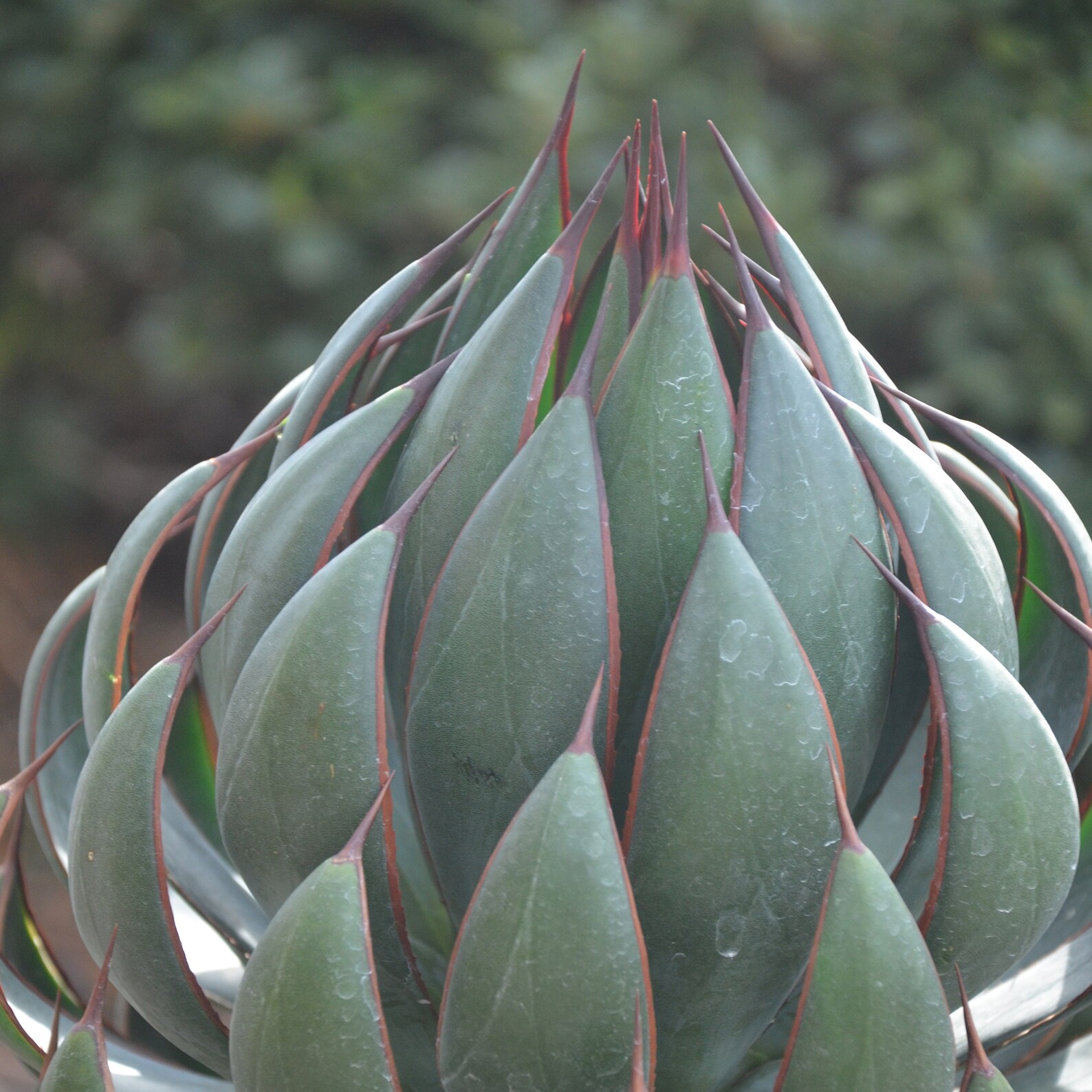 Praying Hands Mangave STARTER Plant Agave/manfreda Hybrid Most | Etsy