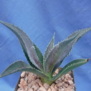 Silver Fox Mangave STARTER Plant Agave/manfreda Hybrid Great COLORS ...