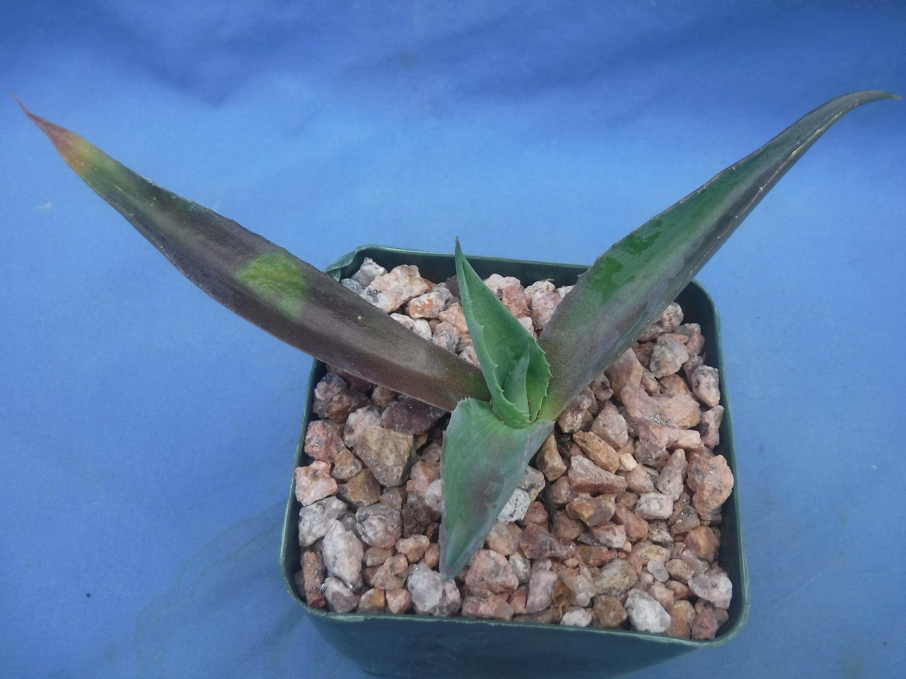 Iron Man Mangave 3"+ STARTER Plant Agave & Manfreda RARE Hybrid NEW for ...