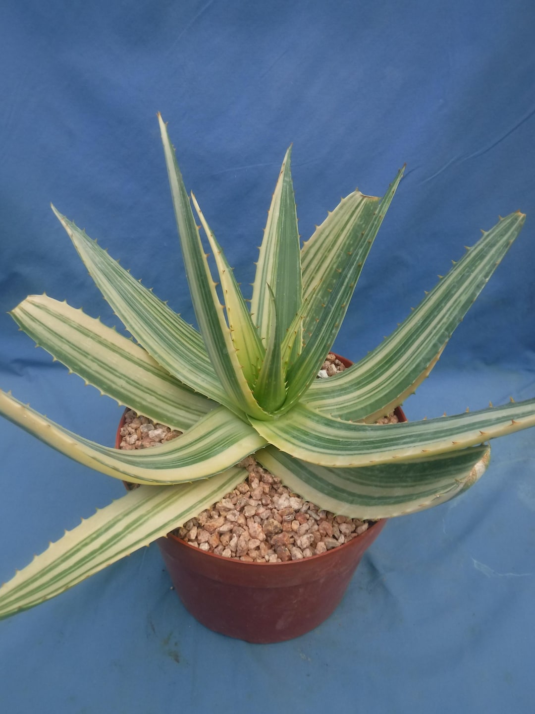 Aloe "tiger Taffy" VARIEGATED! Hybrid! Nice Specimen! Very Easy to Grow ...