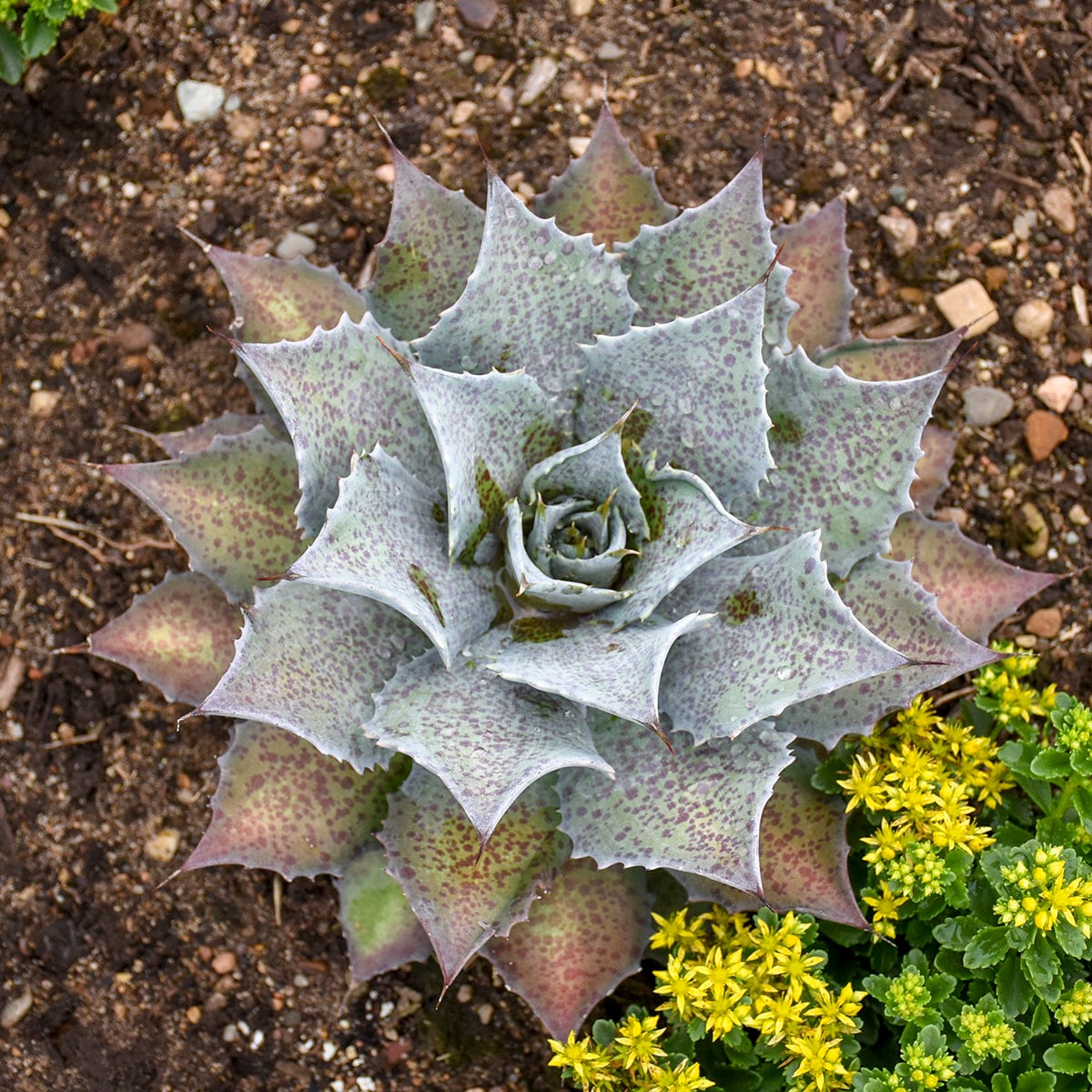Sponge Paint Super Spotted Mangave STARTER Plant Agave & Manfreda ...