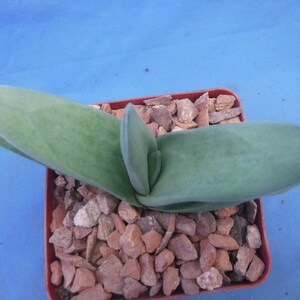 Gasteria Aloe Hybrid Gasteraloe "green Ice" Succulent 3" Pot Size 3"-4 ...