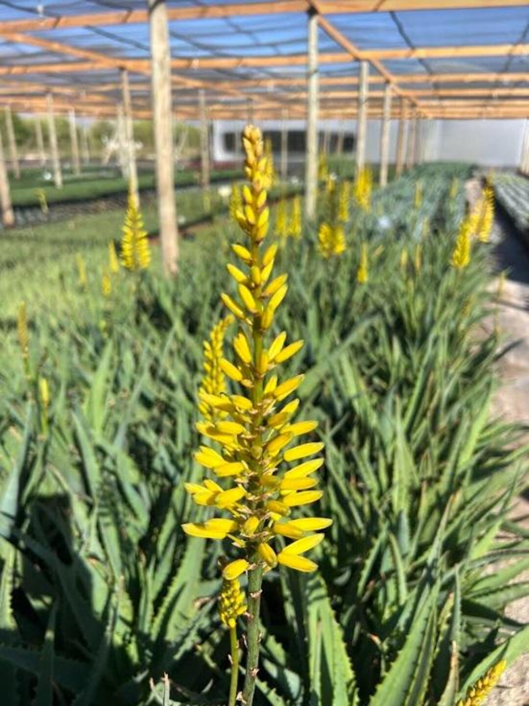 Aloe Safari Gold HYBRID Bright Gold Blooms STARTER Plants Easy to Grow ...