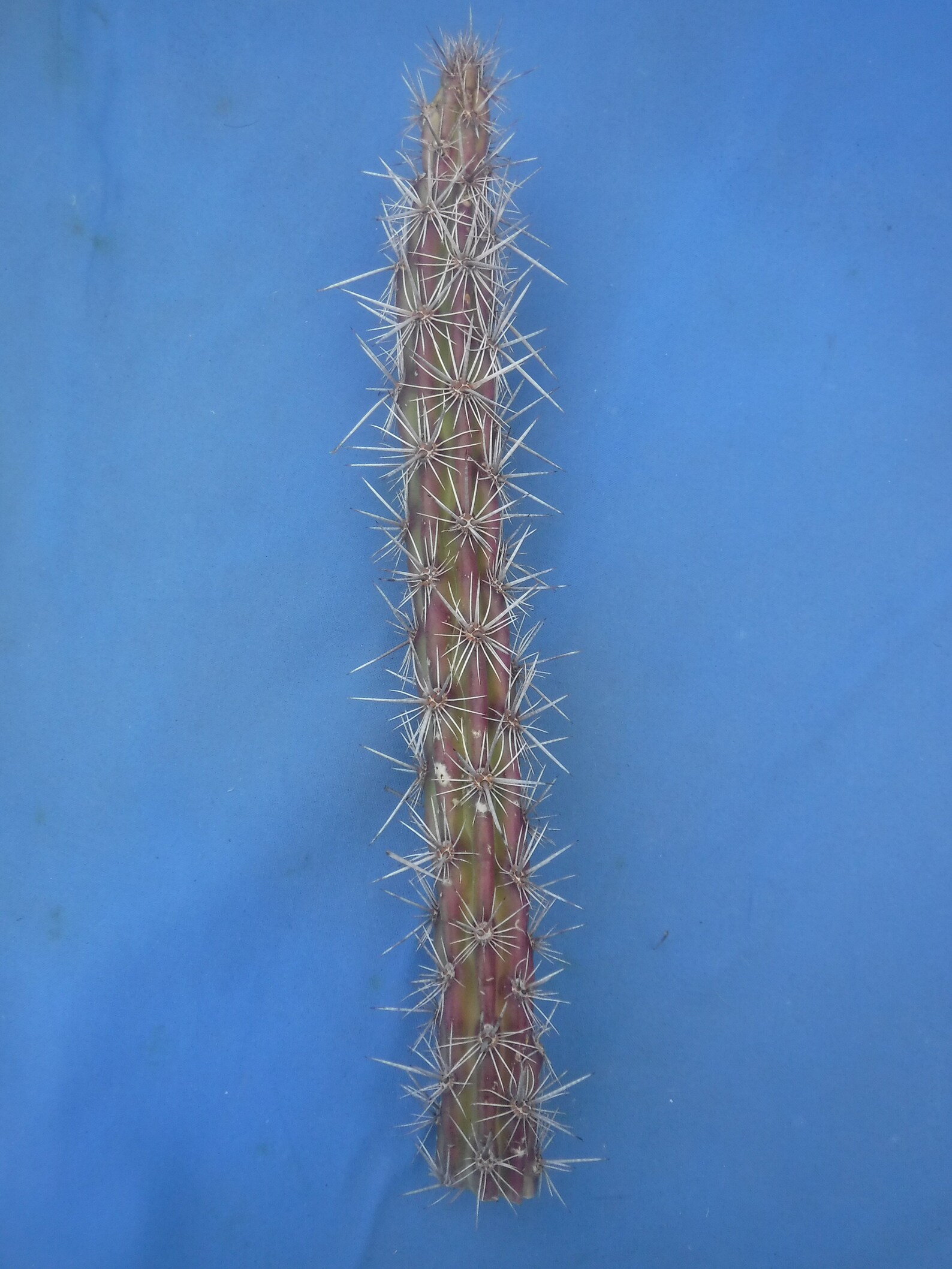 Stenocereus Alamosensis Aka "octopus Cactus" 10" to 12" Fresh Cutting ...