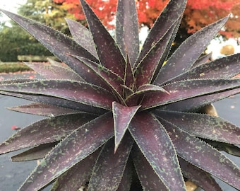 Silver Fox Mangave STARTER Plant Agave/manfreda Hybrid Great - Etsy