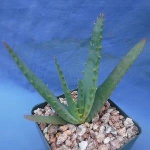 Aloe Tangerine Hybrid Arborescens X Ferox INTENSE BLOOMS STARTER Plants ...