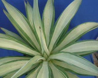 Variegated Agave - Etsy