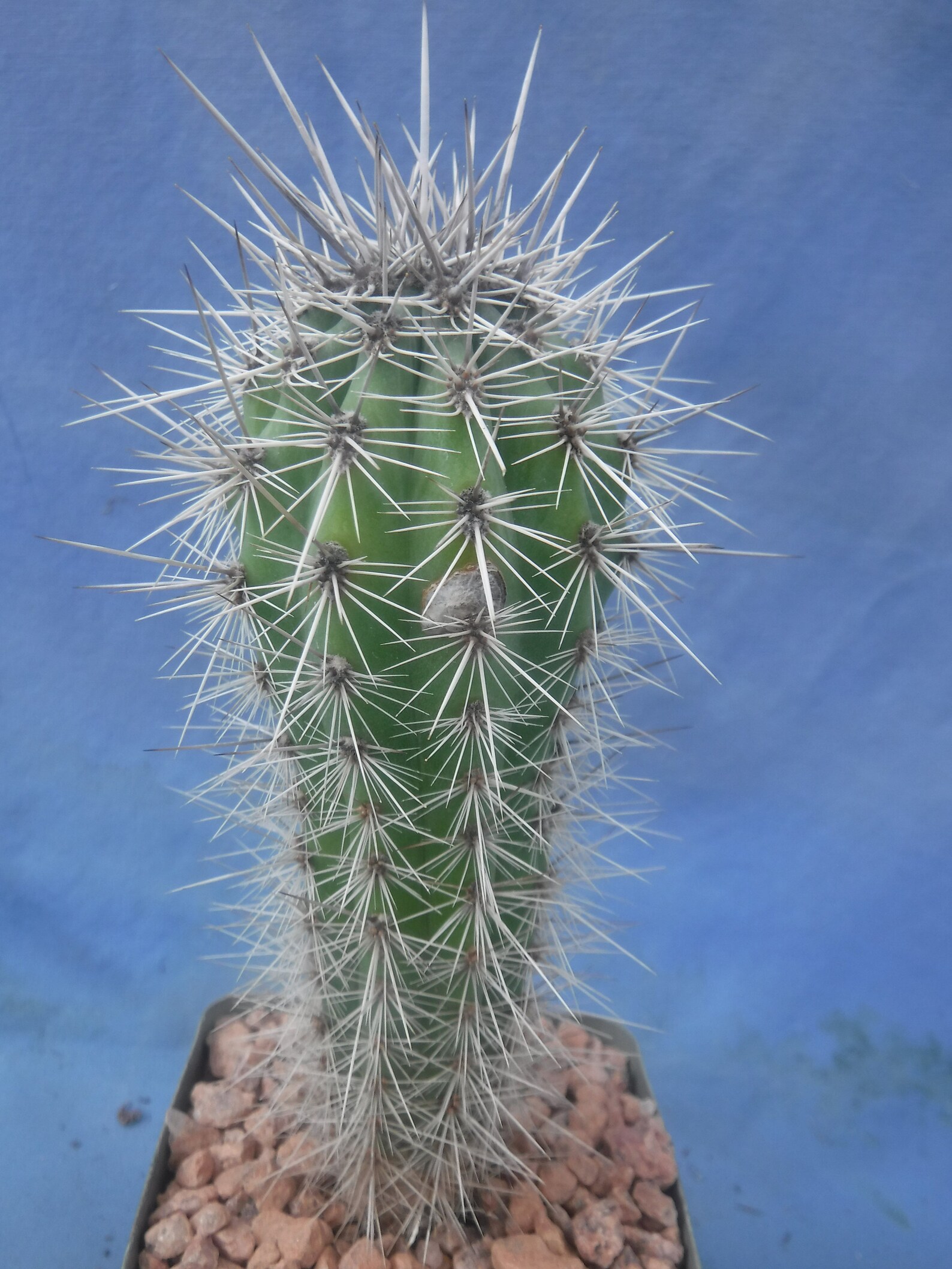 Pachycereus Pringlei Cardon "mexican Saguaro" World's TALLEST CACTUS ...
