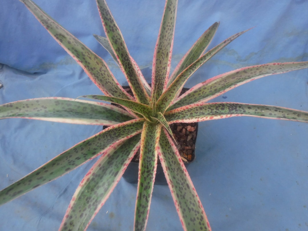 Mangave Hybrid "kaleidoscope" Manfreda X Agave Succulent 16"-20" Wide ...