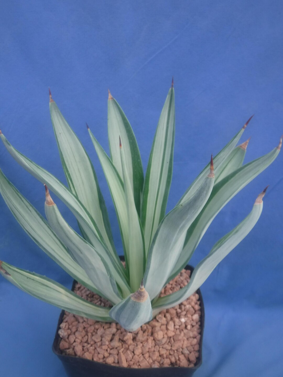 Agave Desmettiana "quicksilver" Variegated Agave 8" Wide Whitish ...