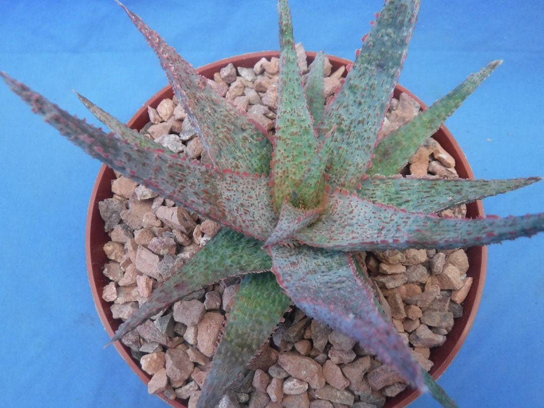 Aloe Hybrid: Raspberry Ruffles Plant 6" to 8" Wide Easy to Grow ...