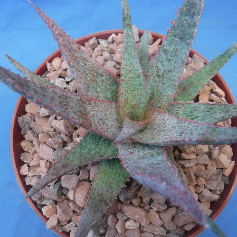Aloe Hybrid - Etsy