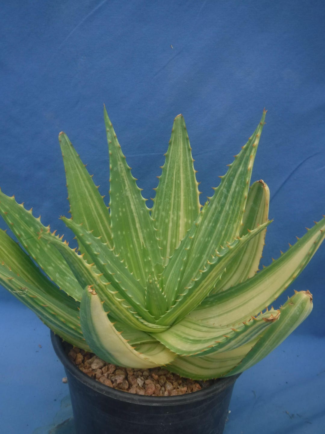 Aloe "tiger Taffy" VARIEGATED! Hybrid! Very Easy to Grow 10" Wide 6 ...