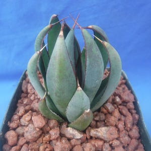 Praying Hands Mangave STARTER Plant Agave/manfreda Hybrid RARE! Almost ...