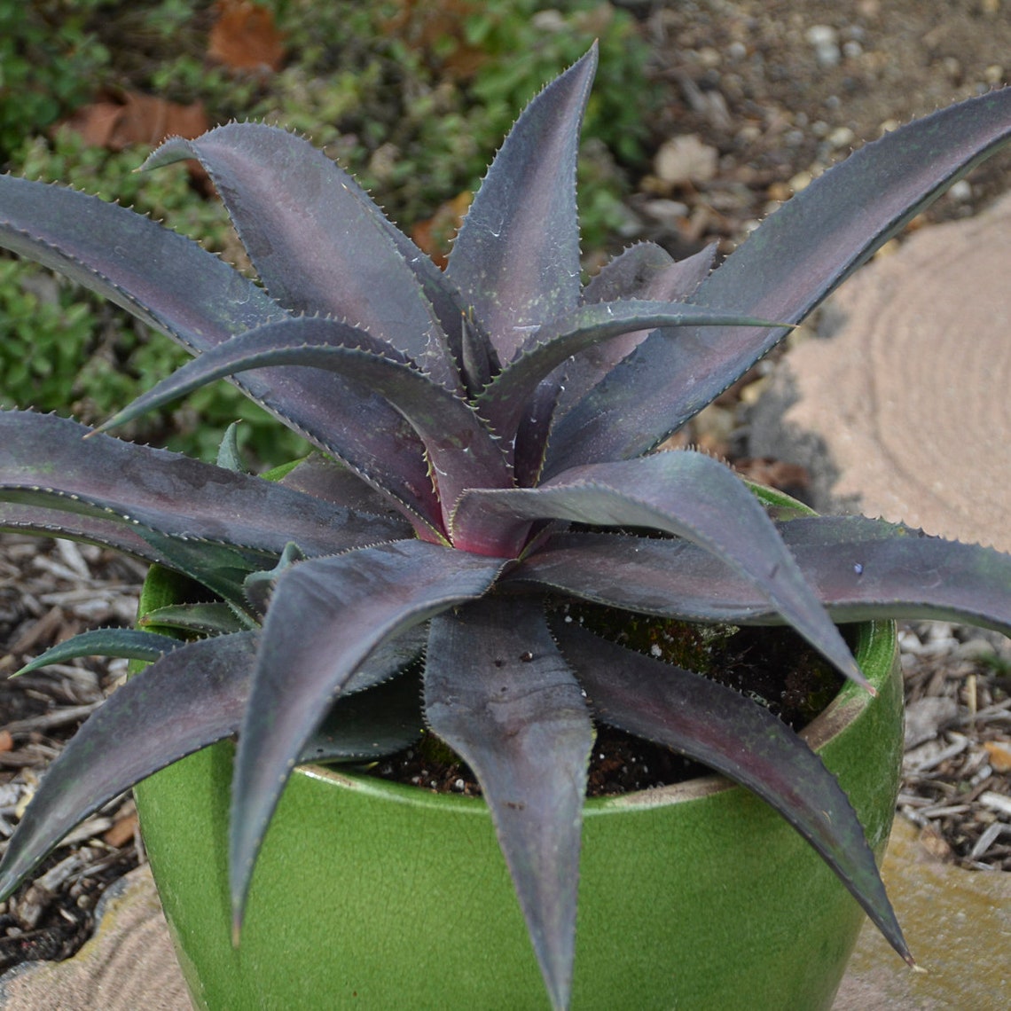 Center of Attention VARIEGATED Mangave STARTER Plant Agave & Manfreda ...