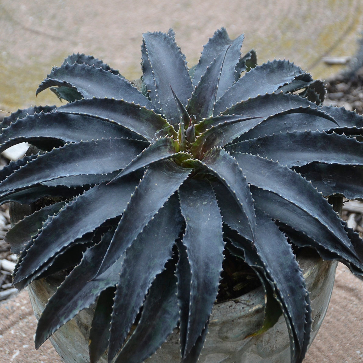 10 Different Mangave STARTER Plants Agave/manfreda Hybrids Growers Pick ...