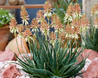 Aloe Safari Rose HYBRID Rose-pink Blooms STARTER Plants Easy | Etsy