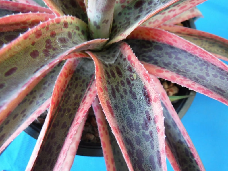 Mangave "kaleidoscope" VARIEGATED Manfreda X Agave Succulent STARTER ...