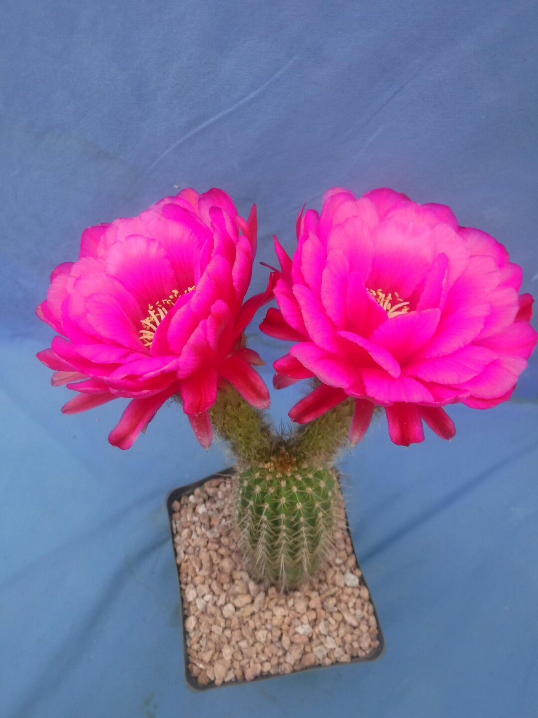 Echinopsis "lavender" Cactus Succulent Plant HUGE 5" Lavender Flower 7 ...