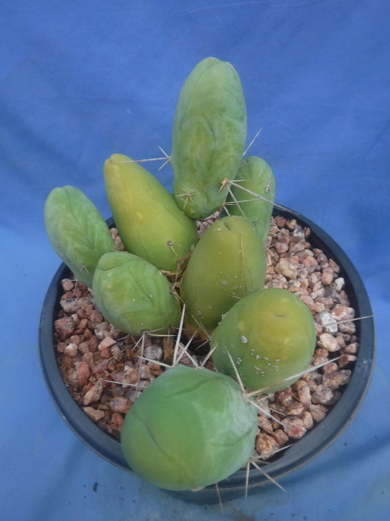 Echinopsis Monstrose Cactus TBM 8 Segments! 6" Wide 4.5" Tall CLUMP ...
