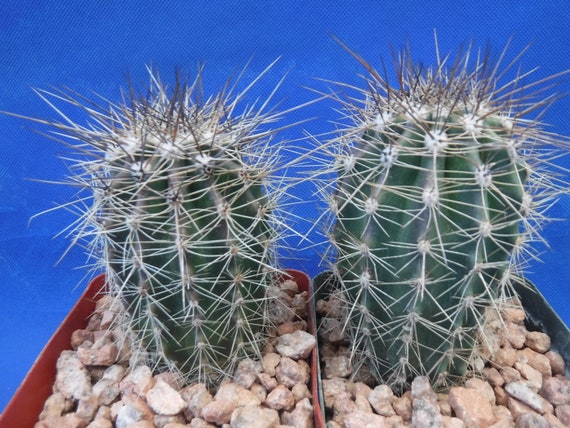 TWO 2 Saguaro Cactus Plants Great Spines 3.25 Pot | Etsy