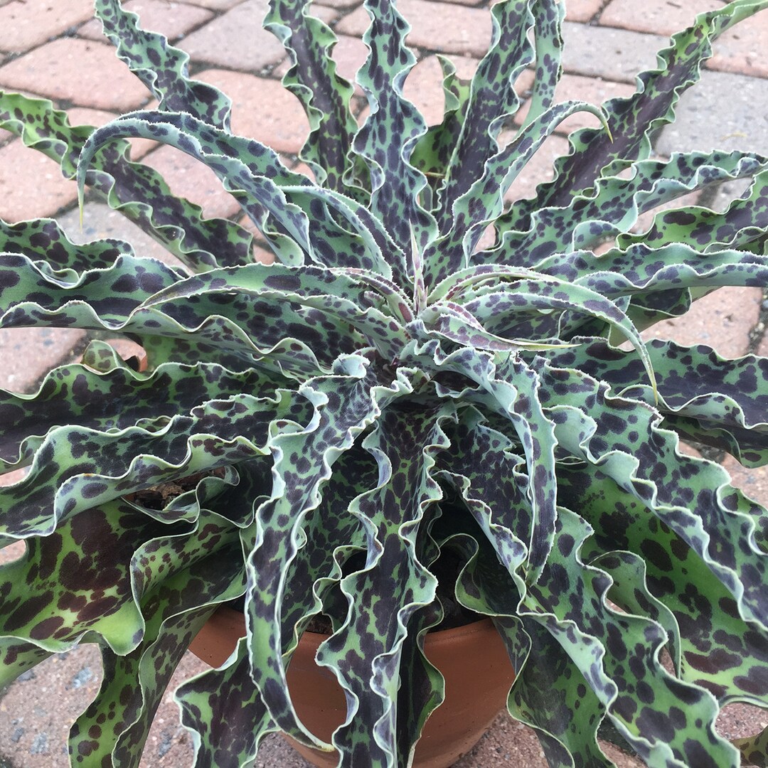 Mint Chocolate Chip Mangave Starter Plant Agave & Manfreda Hybrid 4" to ...