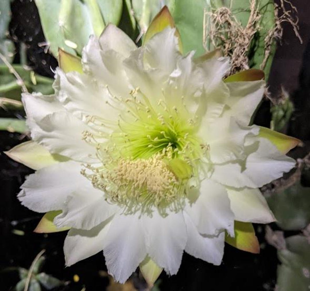 Monstrose Cereus Peruvianus Cactus 32 UNROOTED Cutting With Arm Nice ...