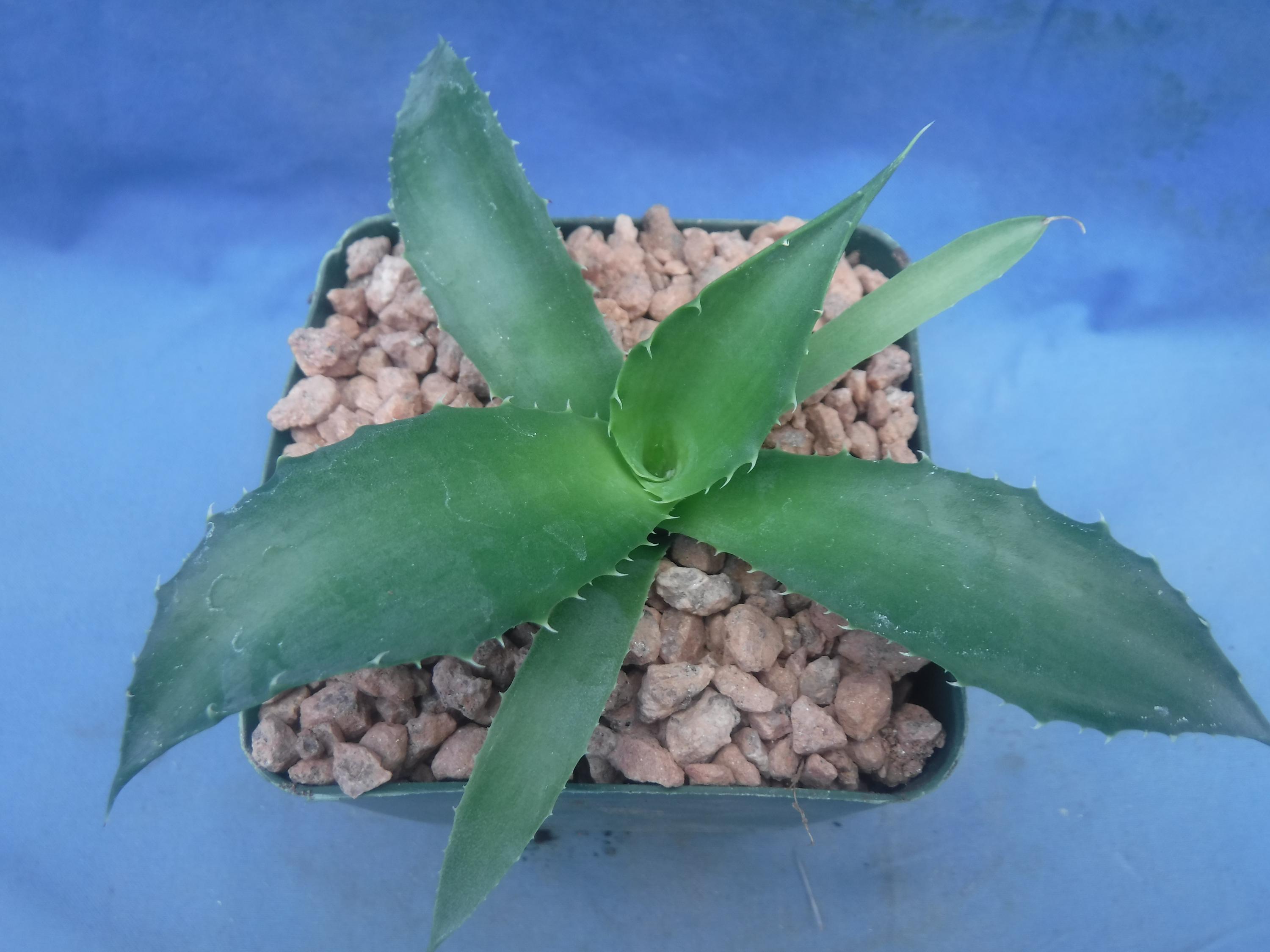 Agave ‘corona Del Diablo’ Starter Plants! 4" Terminal Spine! Red Teeth ...