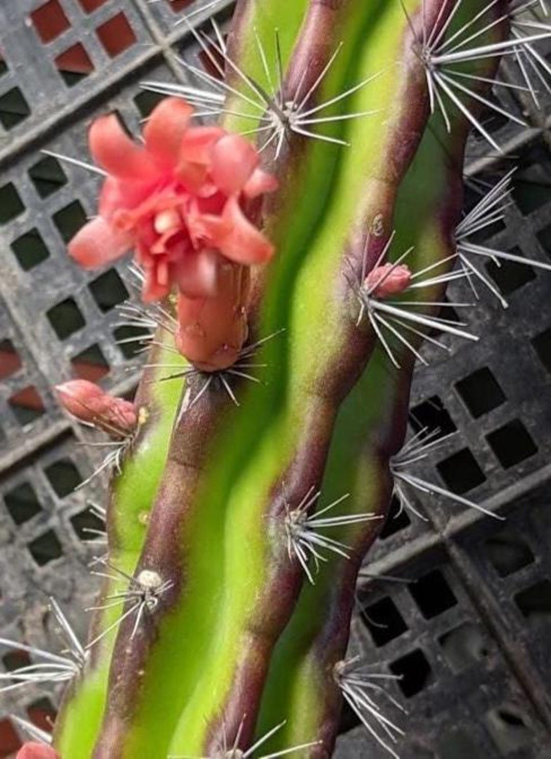 Stenocereus Alamosensis Aka "octopus Cactus" 10" to 12" TWO PIECES ...