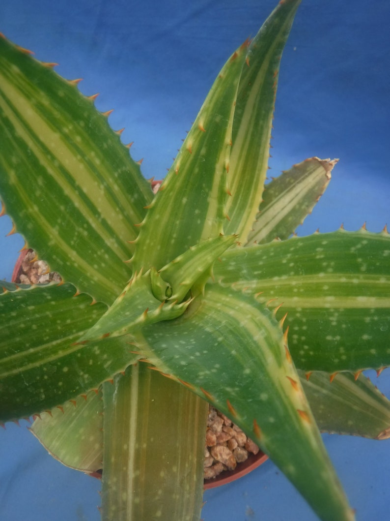 Aloe "tiger Taffy" VARIEGATED! Hybrid! Very Easy to Grow 9"-12" Wide 6 ...